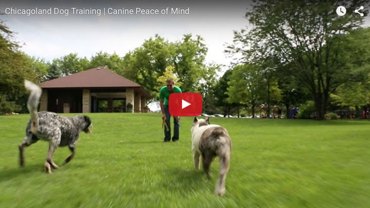 Canine Peace of Mind • Dog Training • Trained Dogs for Sale