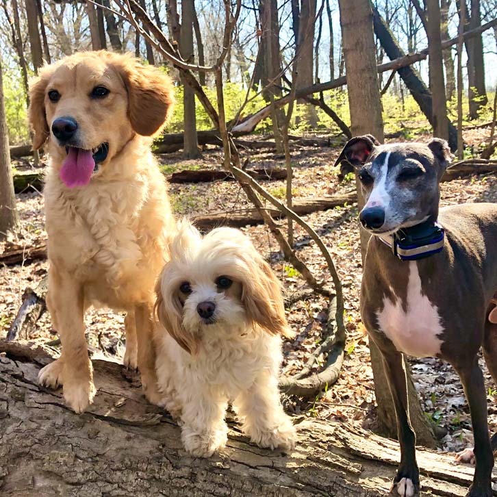 Dog Training Services - Canine Peace of Mind