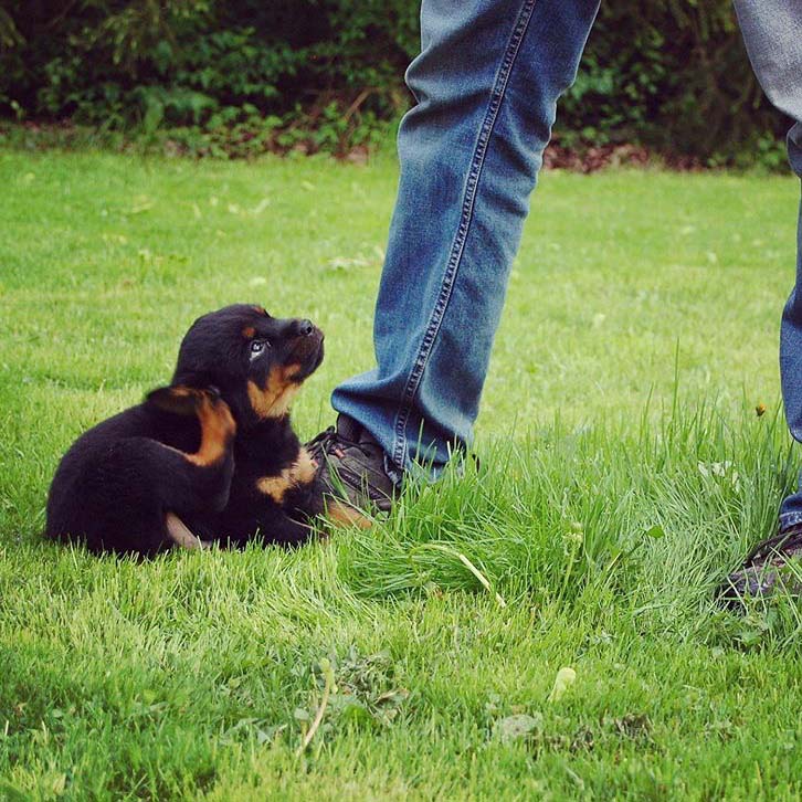 Dog Training Services - Canine Peace of Mind