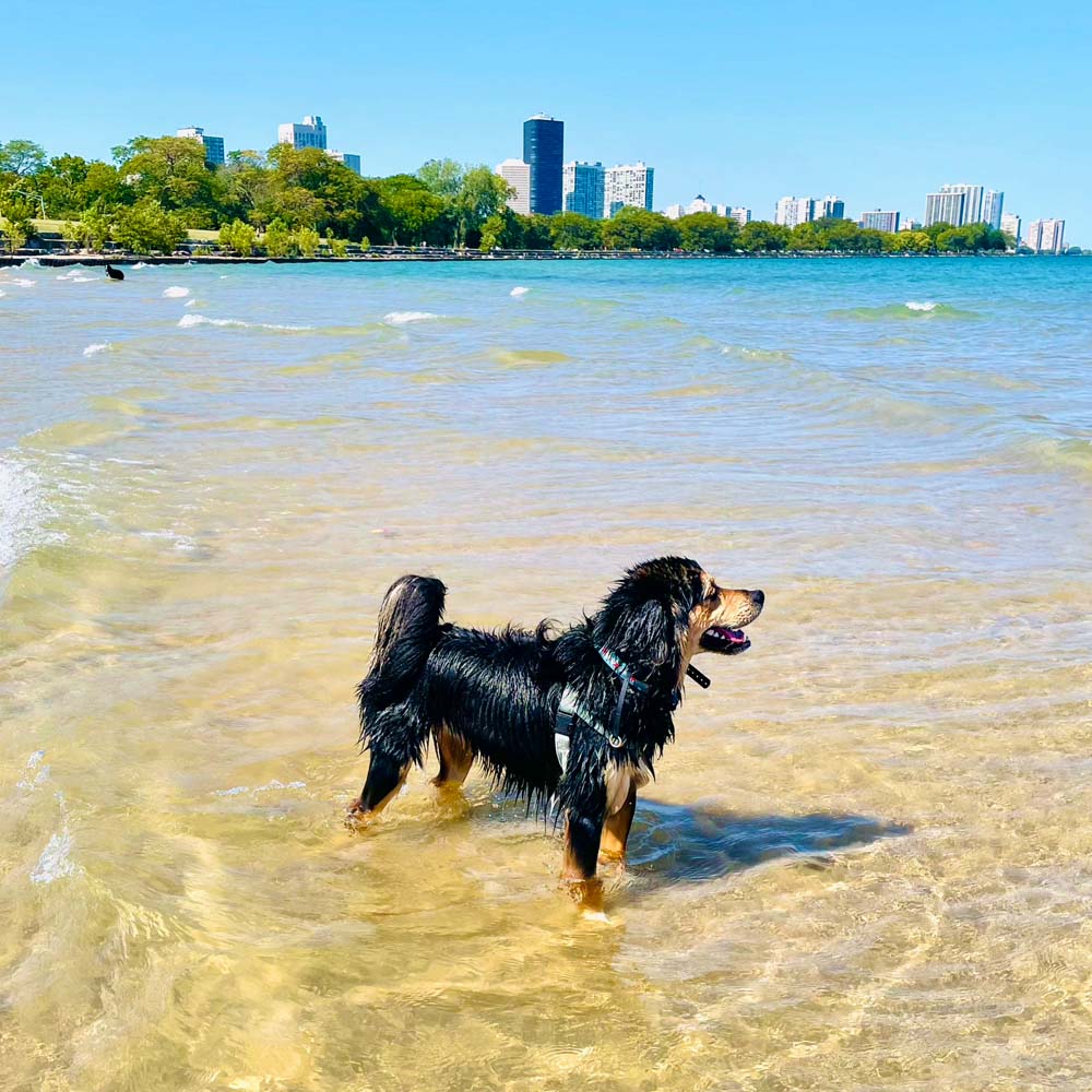 Beat the Heat! Overheating Dog Signs and Prevention