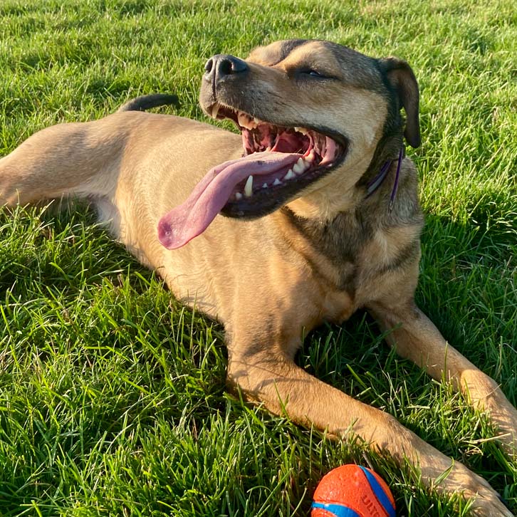 Beat the Heat! Overheating Dog Signs and Prevention